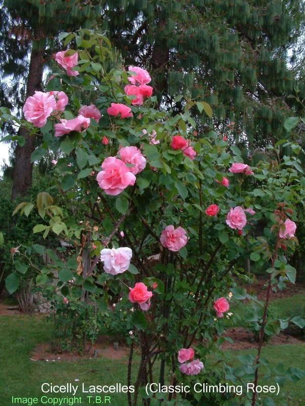 Rose (Rosa 'Cicely Lascelles') in the Roses Database - Garden.org