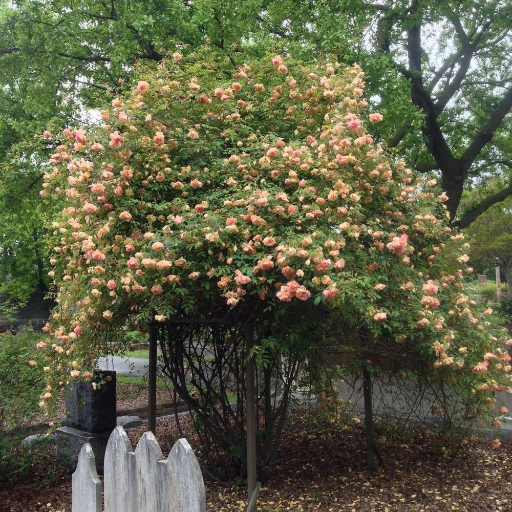 Rose (Rosa 'Fortune's Double Yellow') in the Roses Database - Garden.org