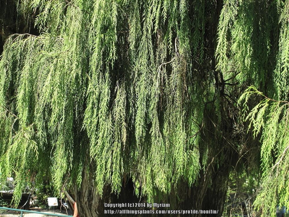 Photo of the leaves of Mourning Cypress (Cupressus funebris) posted by ...