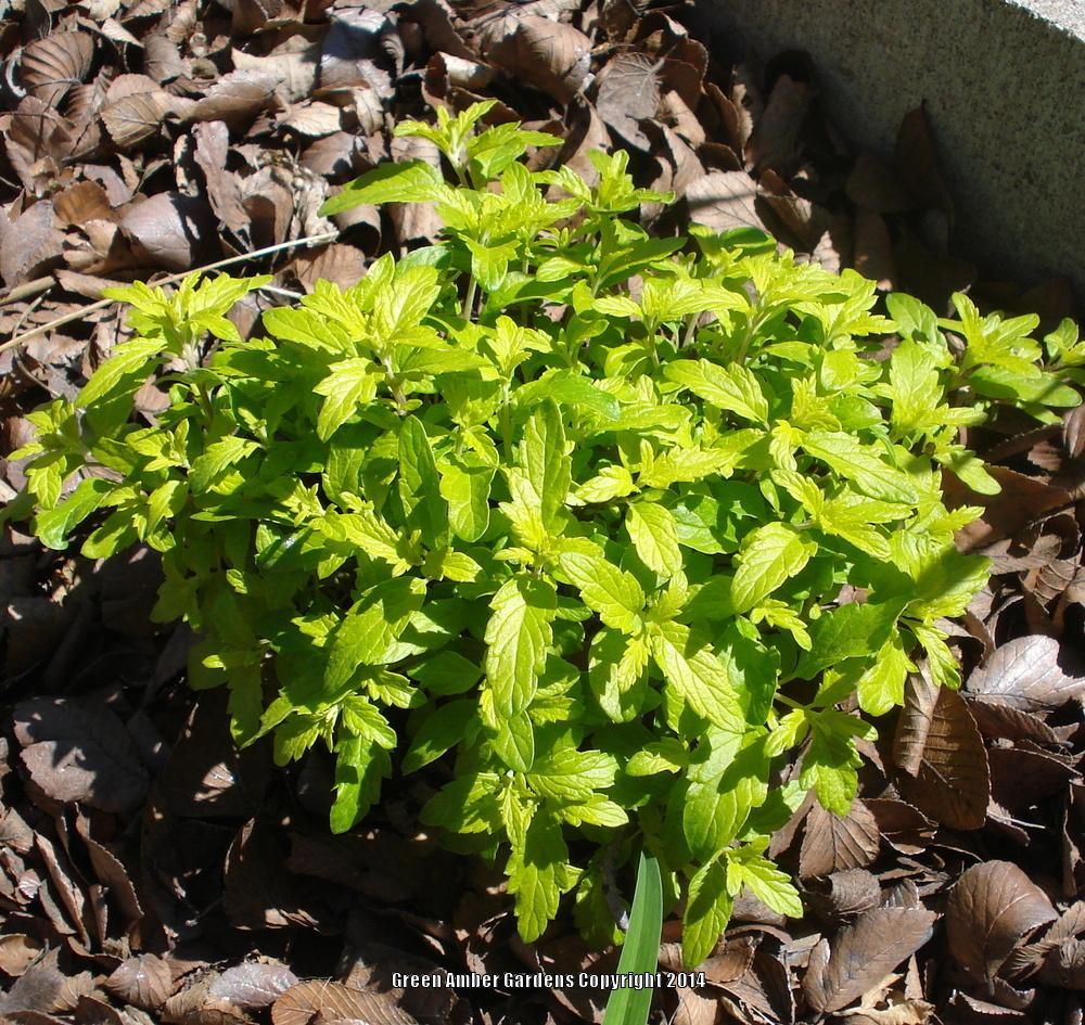 Photo of the leaves of Bluebeard (Caryopteris incana Sunshine Blue ...