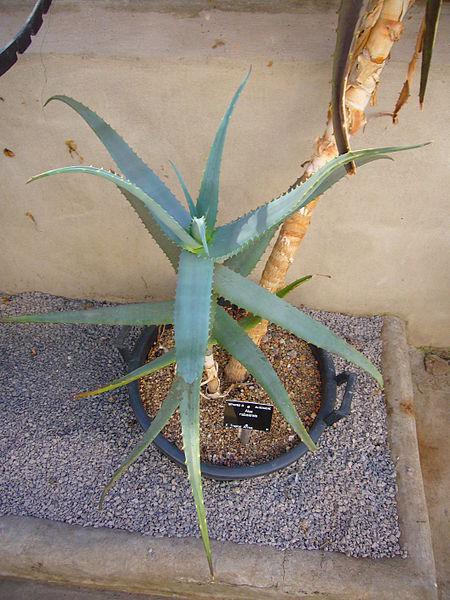 Rabai Aloe (Aloe rabaiensis) in the Aloes Database - Garden.org