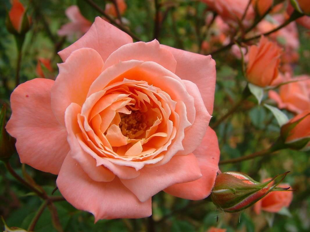 Rose (Rosa 'Nice Day') in the Roses Database - Garden.org