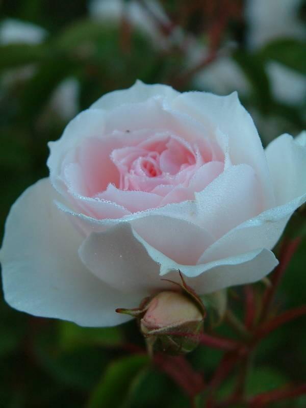 Rose (Rosa 'Coconut Ice') in the Roses Database - Garden.org