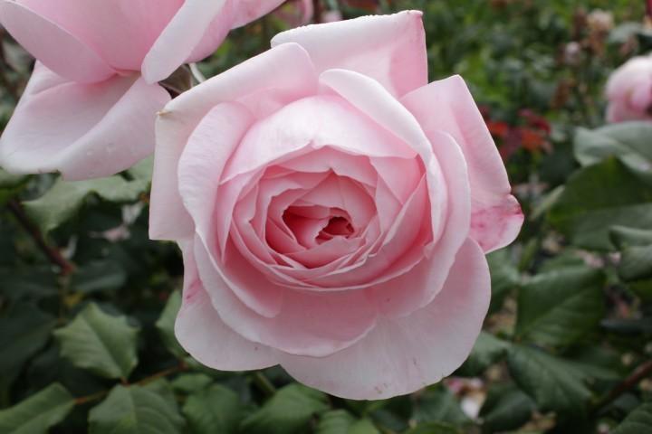 Photo of the bloom of Rose (Rosa 'Nahema') posted by Calif_Sue - Garden.org