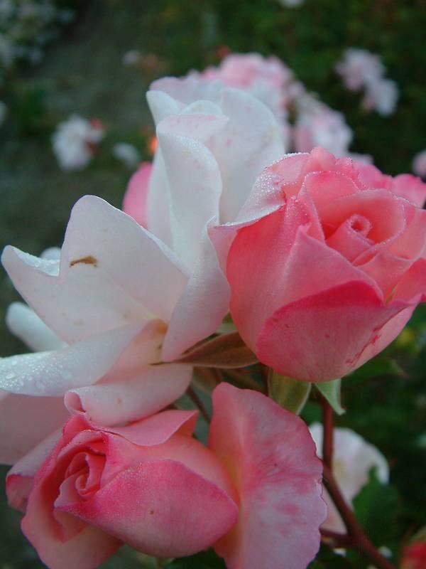 Rose (Rosa 'Santa Catalina') in the Roses Database - Garden.org