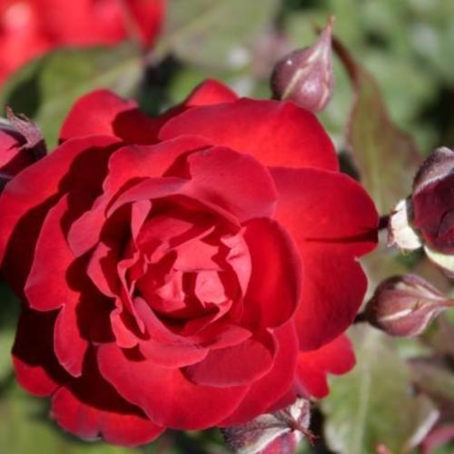 Rose (Rosa 'Copacabana') in the Roses Database - Garden.org