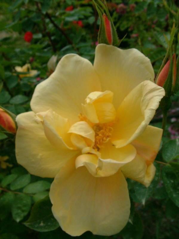 Rose (Rosa 'Lawrence Johnston') in the Roses Database - Garden.org