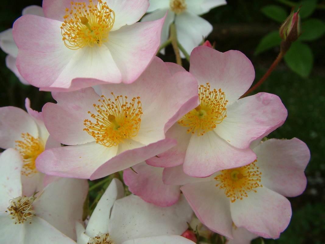 Photo of the bloom of Rose (Rosa 'Francis E. Lester') posted by Calif ...