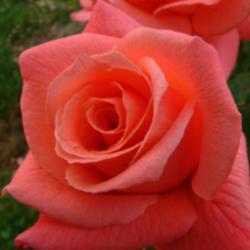 Rose (Rosa 'Leaping Salmon') in the Roses Database - Garden.org