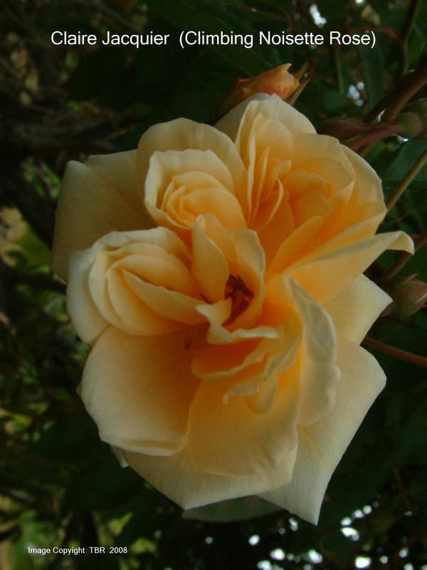 Photo of the bloom of Rose (Rosa 'Claire Jacquier') posted by Calif_Sue ...