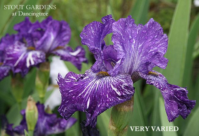 Border Bearded Iris (Iris 'Very Varied') in the Irises Database ...