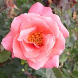 Rose (Rosa 'Leaping Salmon') in the Roses Database - Garden.org