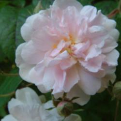 Rose (Rosa 'Paul's Himalayan Musk Rambler') in the Roses Database ...