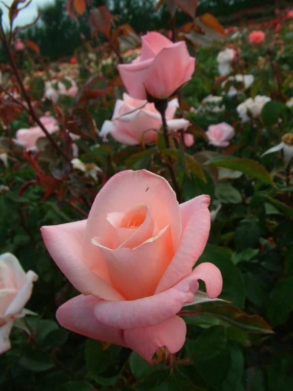 Rose (Rosa 'High Hopes') in the Roses Database - Garden.org