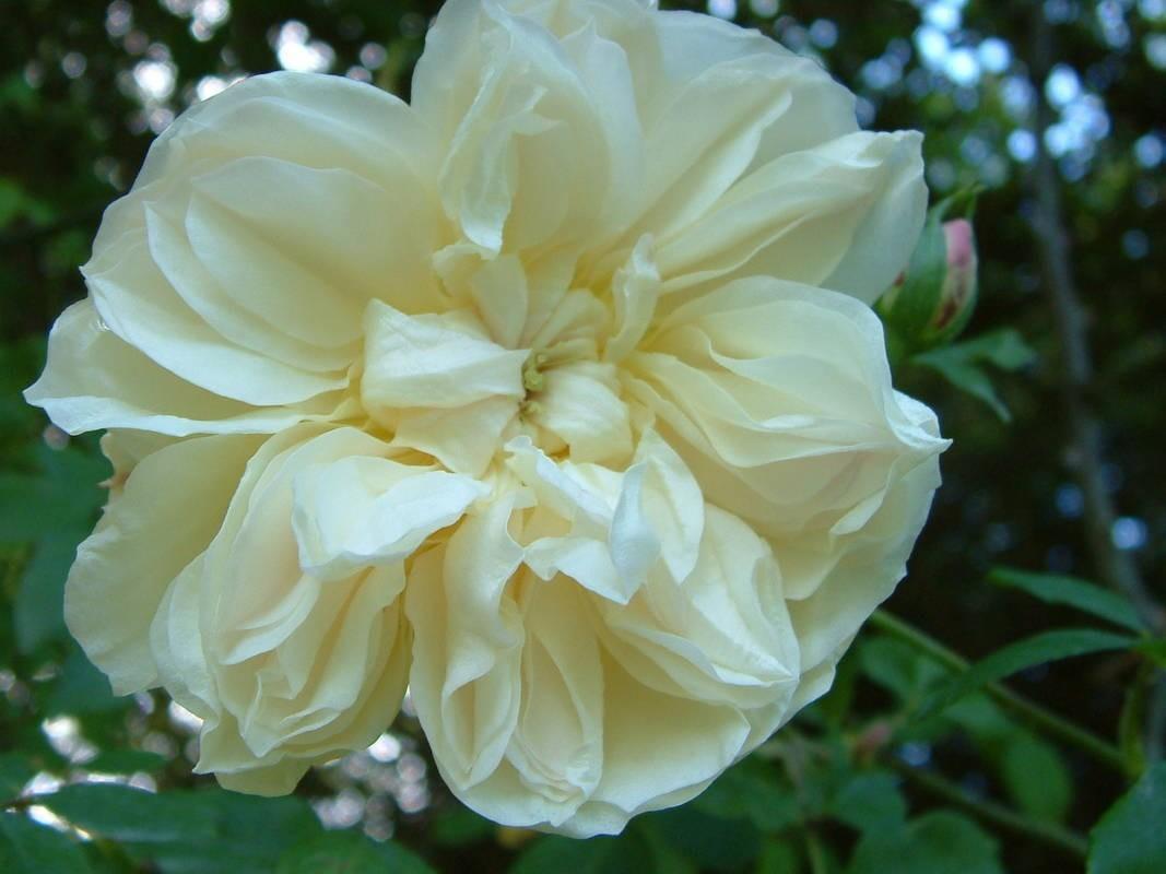 Photo of the bloom of Rose (Rosa 'Lamarque') posted by Calif_Sue ...