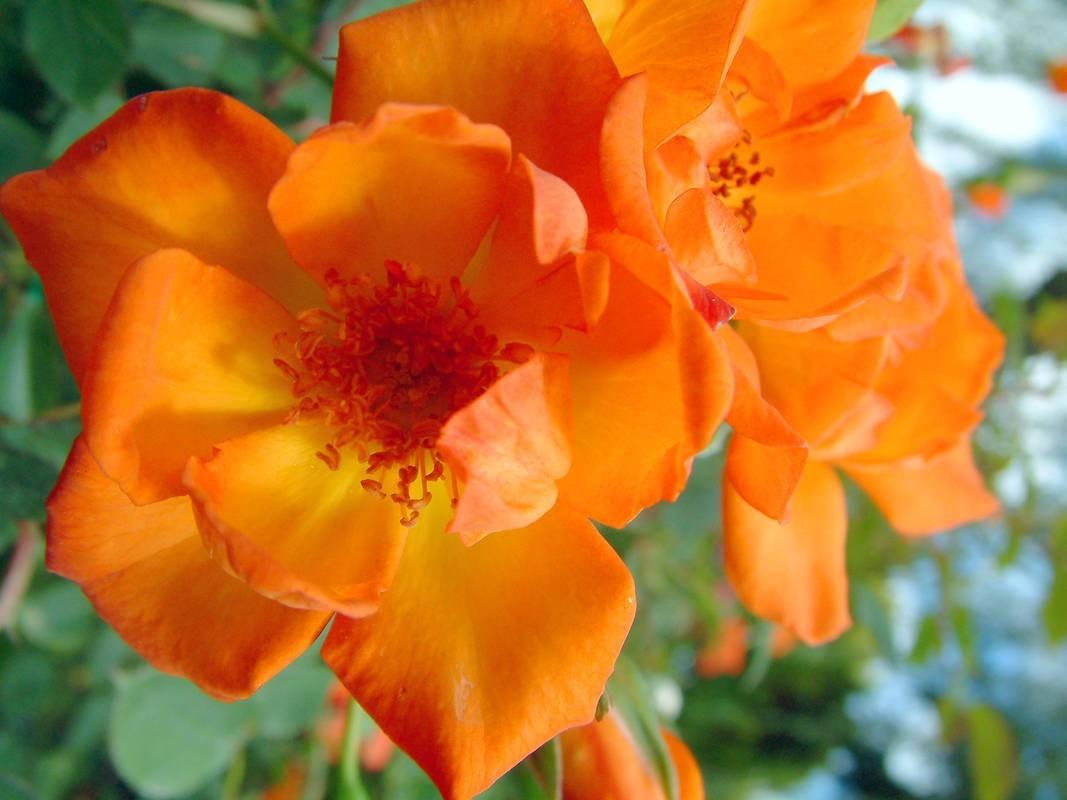 Rose (Rosa 'Warm Welcome') in the Roses Database - Garden.org