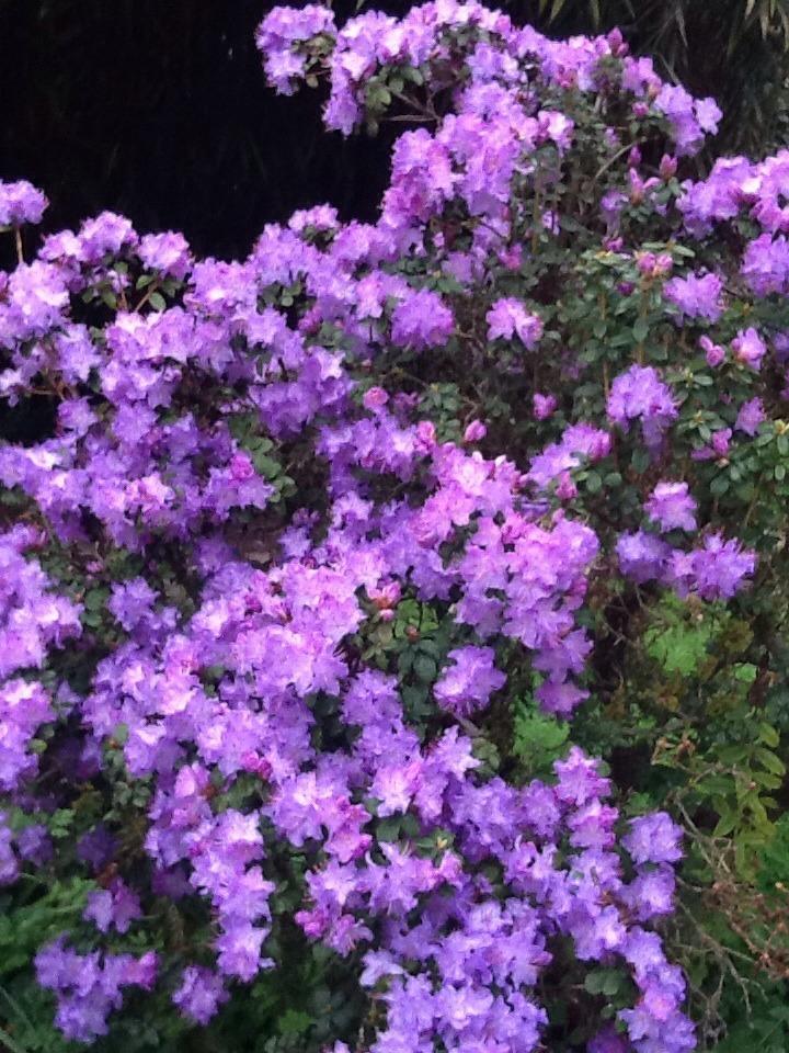 April Blooms in the Pacific Northwest Gardening forum - Garden.org