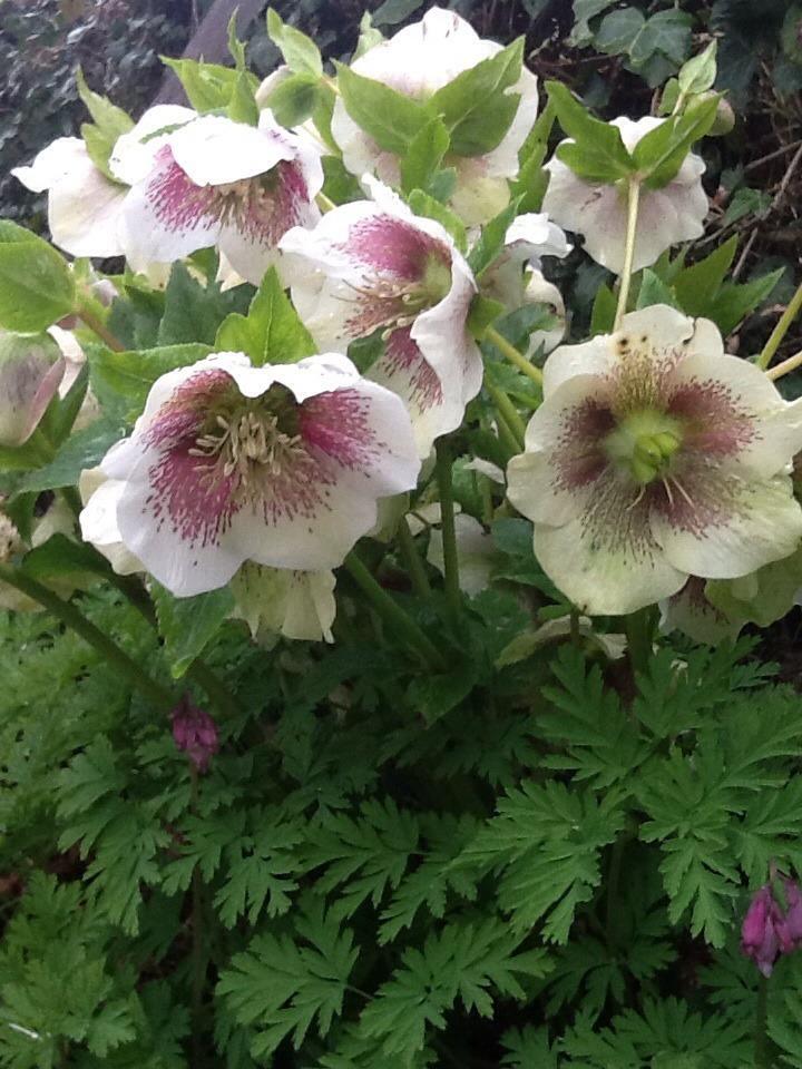 April Blooms in the Pacific Northwest Gardening forum - Garden.org