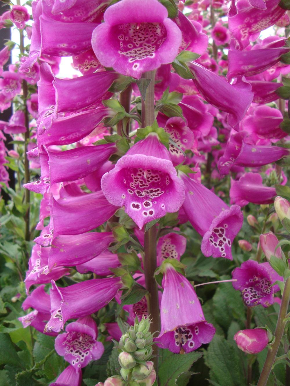 Photo of the bloom of Foxglove (Digitalis purpurea Camelot™ Rose ...
