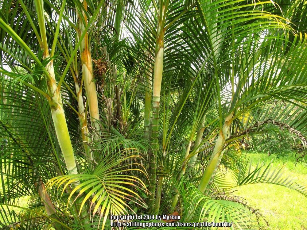 Photo of the stem, scape, stalk or bark of Areca Palm (Chrysalidocarpus ...
