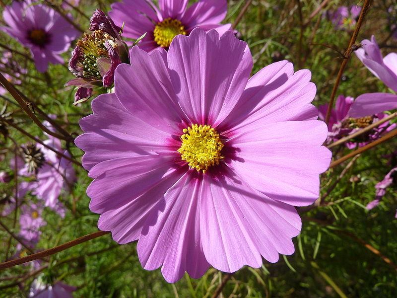 Photo of the bloom of Common Cosmos (Cosmos bipinnatus 'Early Sensation ...