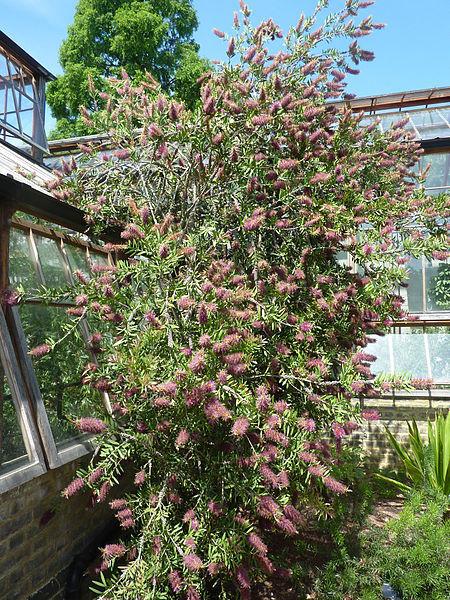 Photo of the entire plant of Purple Bottlebrush (Callistemon rugulosus ...