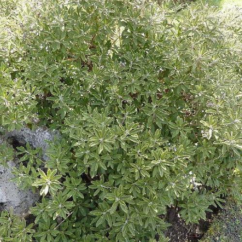 Monro's Groundsel (Brachyglottis monroi) - Garden.org