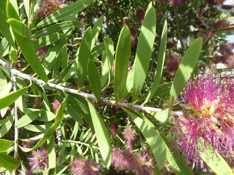 Photo of the leaves of Purple Bottlebrush (Callistemon rugulosus ...