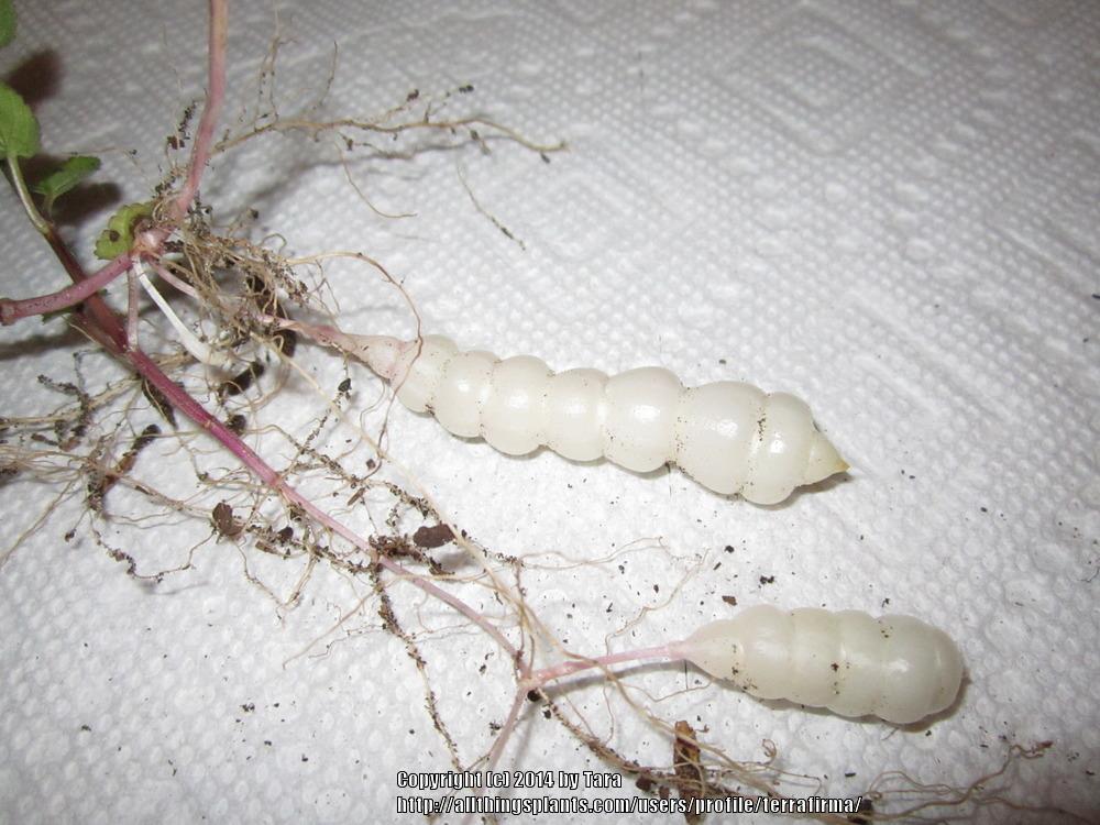 Photo of the roots of Florida Betony (Stachys floridana) posted by ...