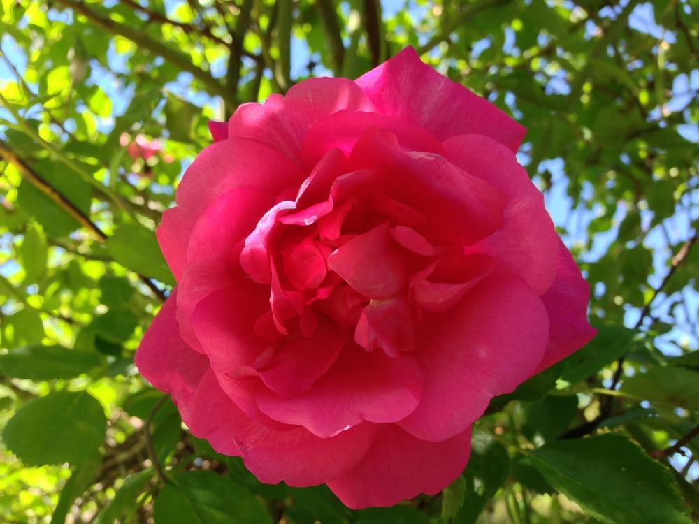Photo of the bloom of Rose (Rosa 'American Beauty, Cl.') posted by ...