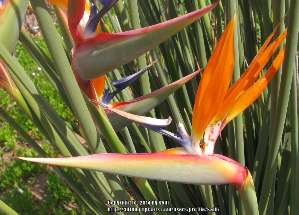 Photo of the bloom of Leafless Crane Flower (Strelitzia juncea) posted ...