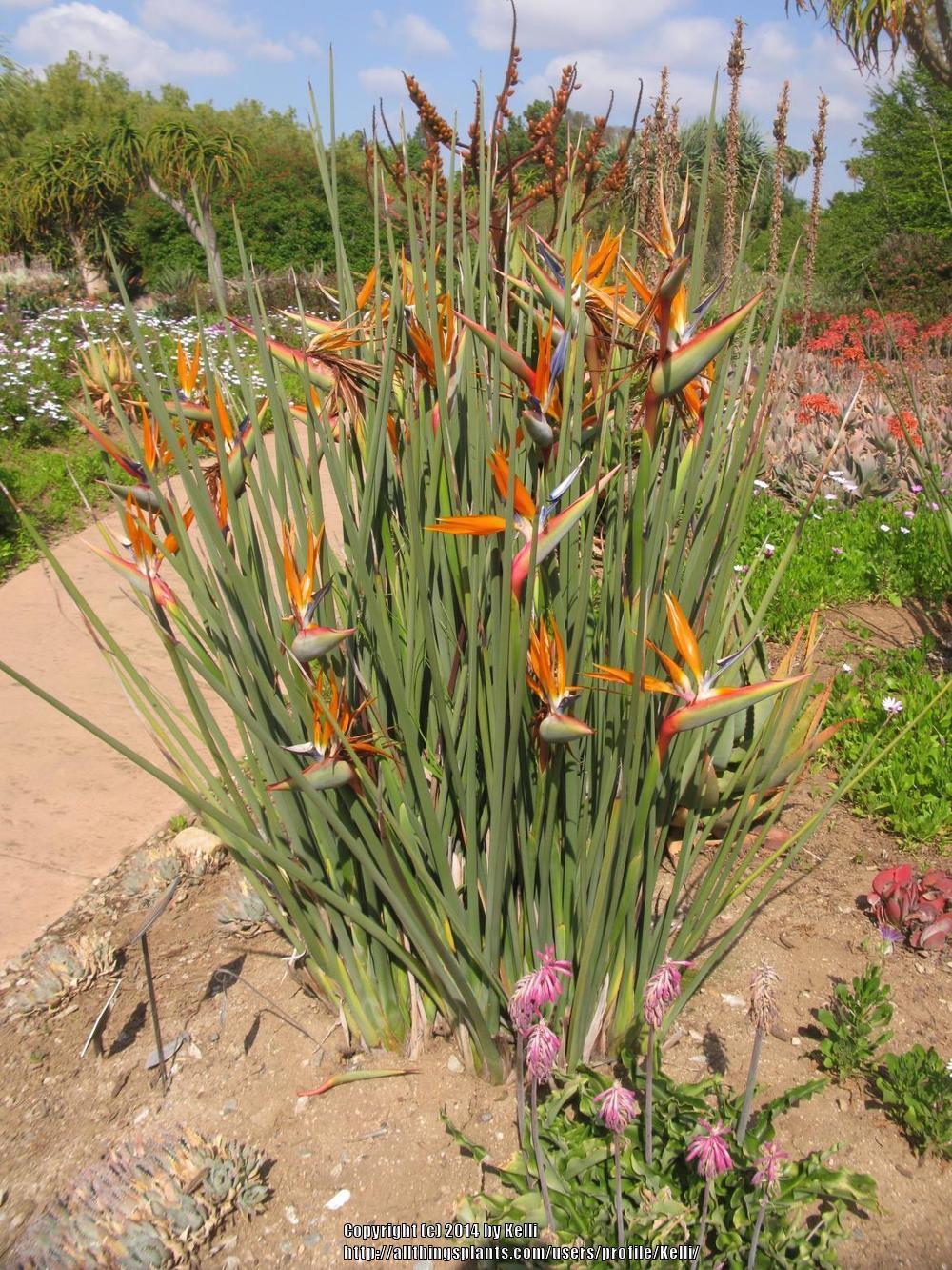 Photo of the entire plant of Leafless Crane Flower (Strelitzia juncea ...