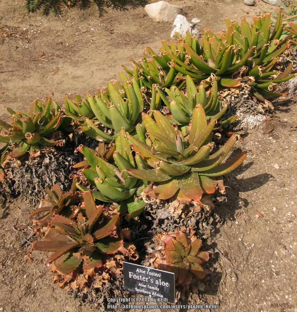 Foster's Aloe (Aloe fosteri) in the Aloes Database - Garden.org