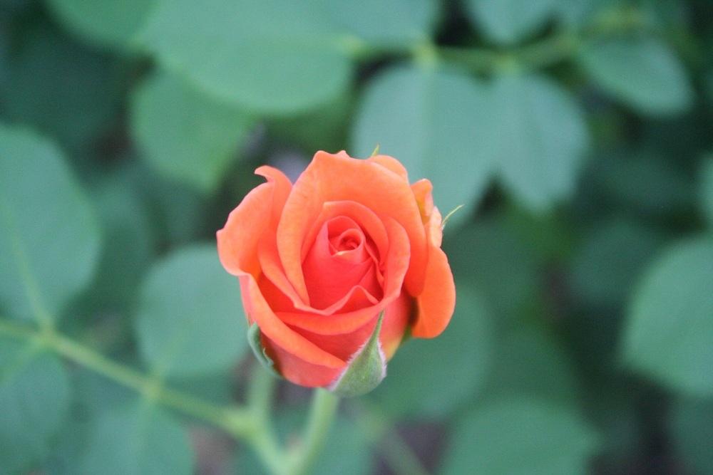 Photo of the closeup of buds, sepals and receptacles of Rose (Rosa ...