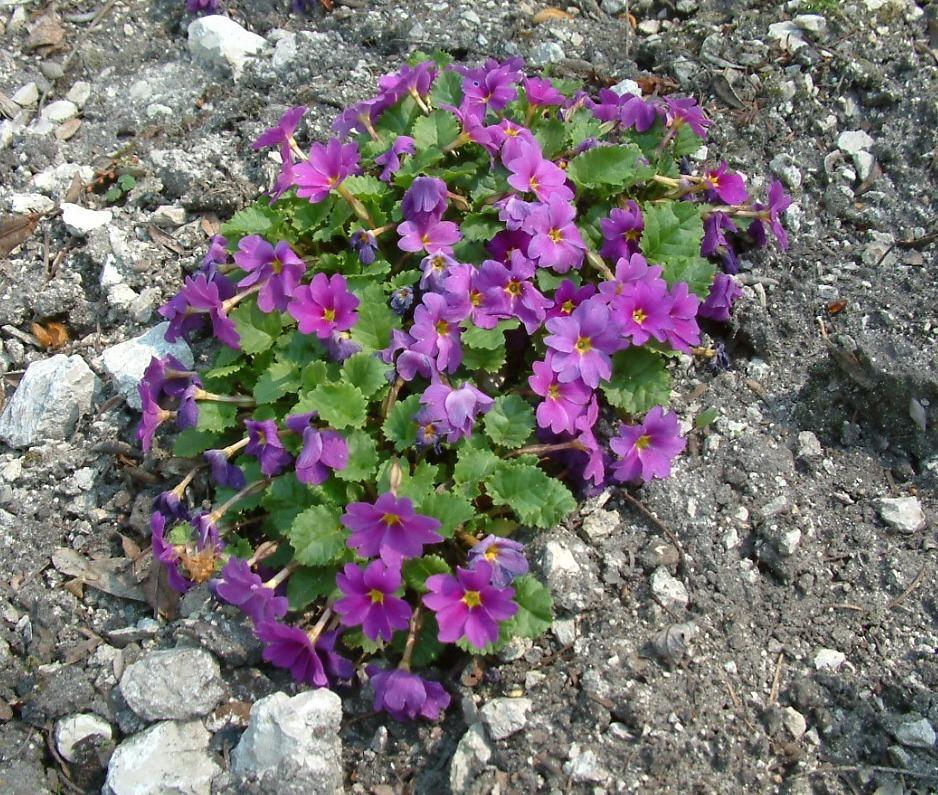 Juliana Primrose (Primula juliae) in the Primroses Database - Garden.org