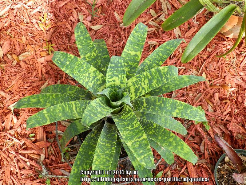 Bromeliad (Goudaea ospinae var. gruberi) - Garden.org