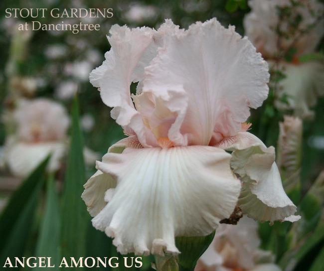 Tall Bearded Iris (Iris 'Angel Among Us') in the Irises Database ...