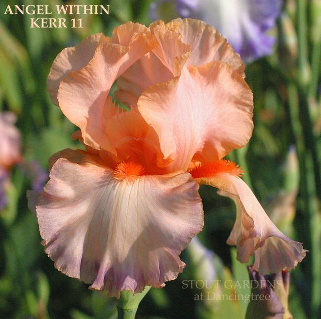 Tall Bearded Iris (Iris 'Angel Within') in the Irises Database - Garden.org