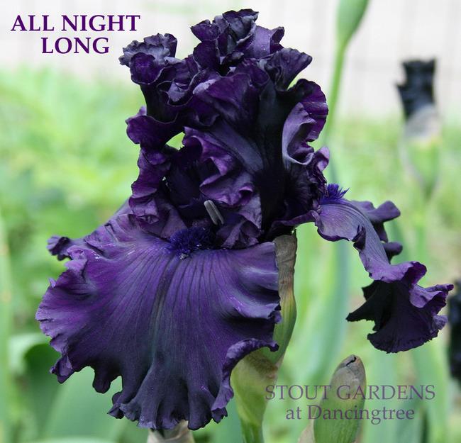 Photo of the bloom of Tall Bearded Iris (Iris 'All Night Long') posted ...