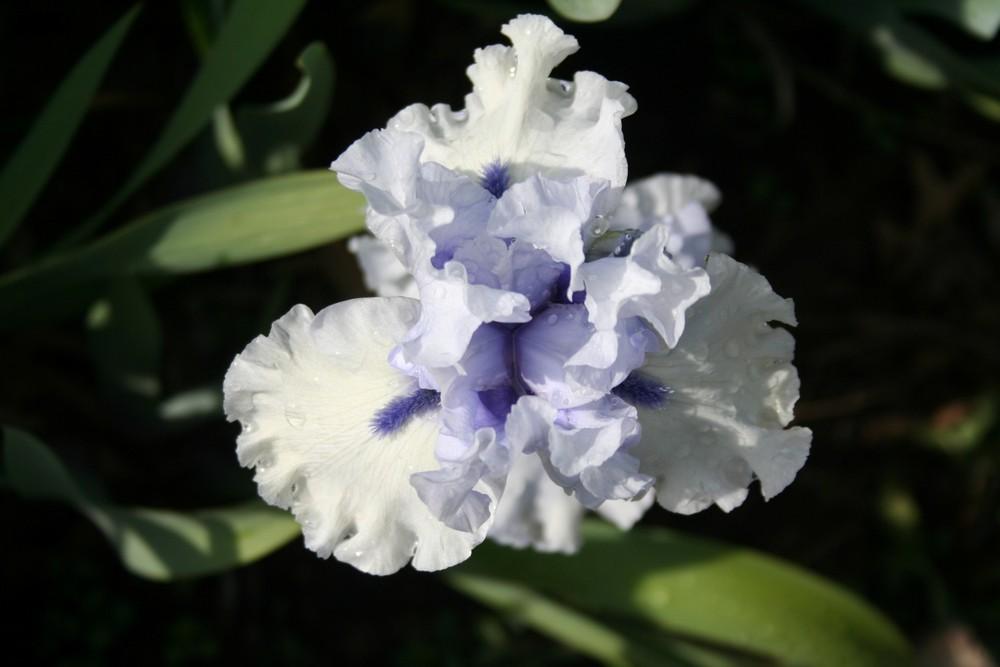 Photo of the bloom of Tall Bearded Iris (Iris 'Blue Trill') posted by ...