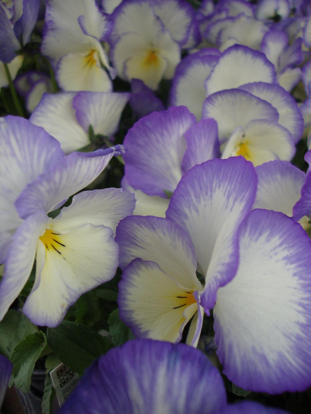 Photo of the bloom of Violet (Viola 'Etain') posted by Paul2032 ...