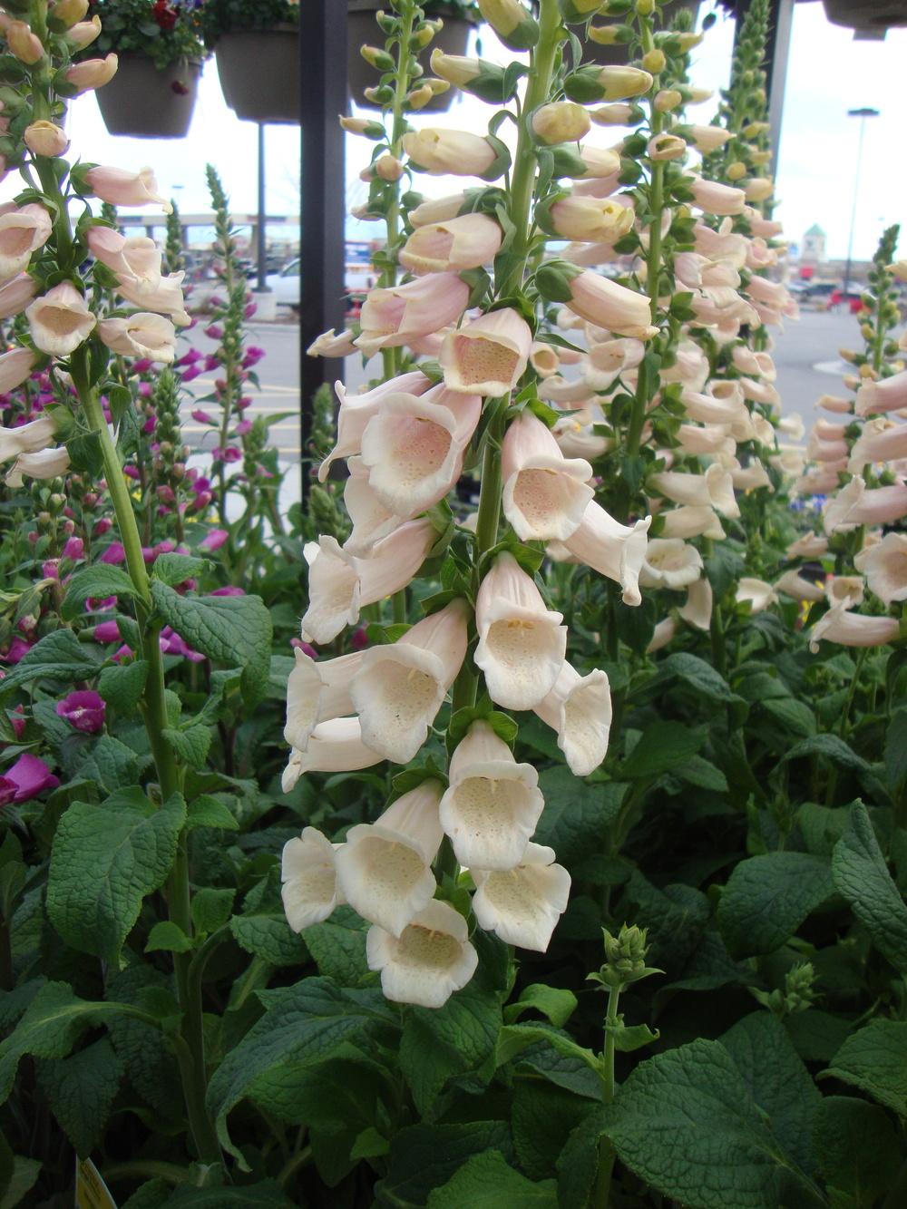 Photo of the entire plant of Foxglove (Digitalis purpurea 'Dalmatian ...
