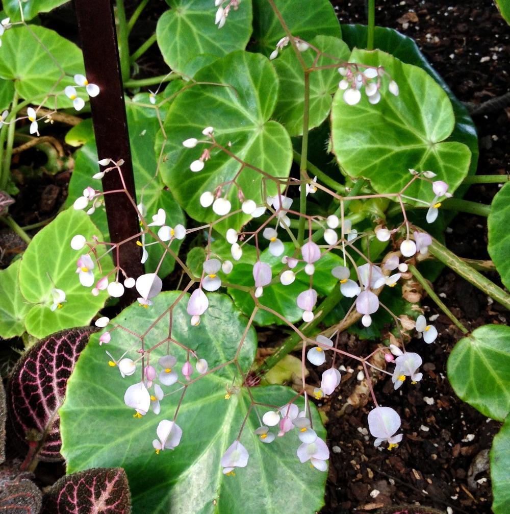 Begonia (Begonia manicata) in the Begonias Database - Garden.org