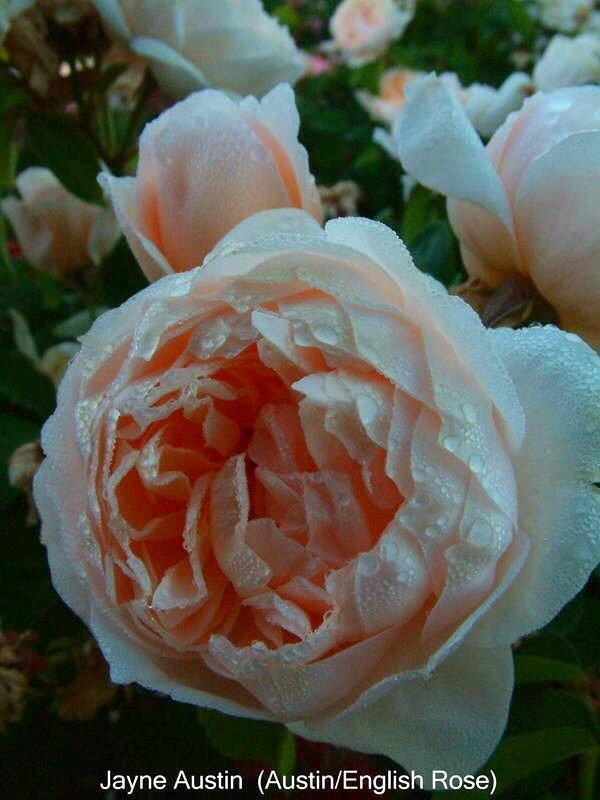 Rose (Rosa 'Jayne Austin') in the Roses Database - Garden.org