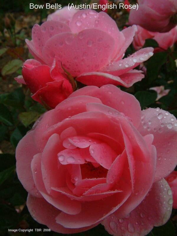 Photo of the bloom of Rose (Rosa 'Bow Bells') posted by Calif_Sue ...