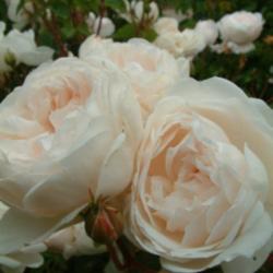 Rose (Rosa 'Glamis Castle') in the Roses Database - Garden.org