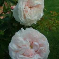 Rose (Rosa 'Botzaris') in the Roses Database - Garden.org