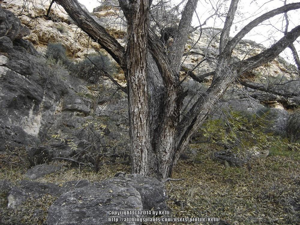 Arizona Walnut (Juglans major) - Garden.org