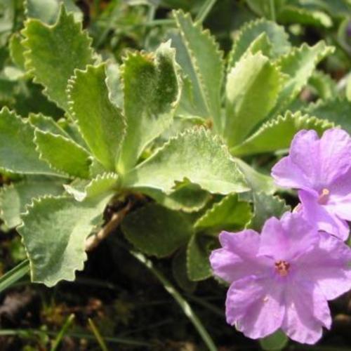 Primrose (Primula marginata) in the Primroses Database - Garden.org