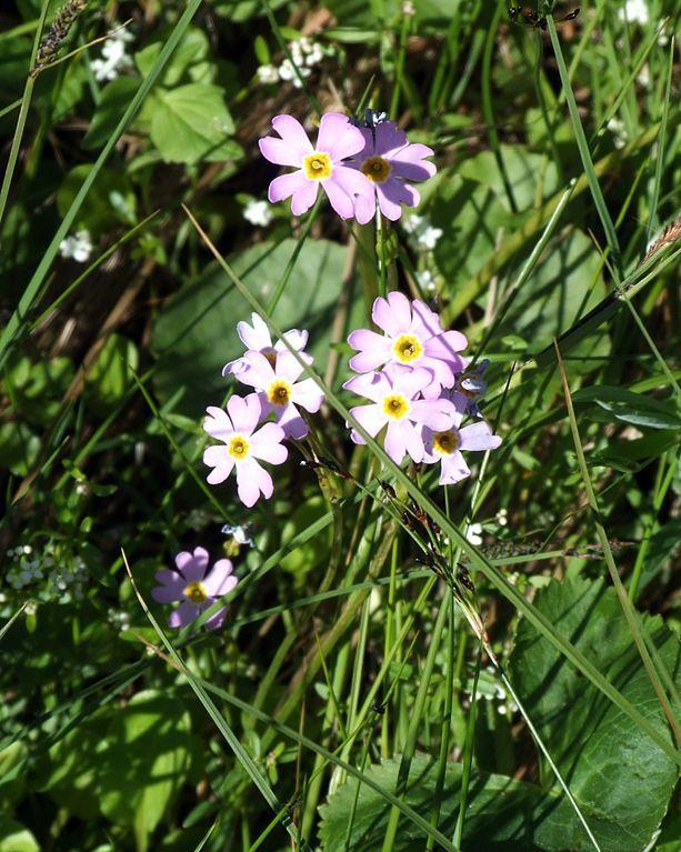 Nodding Primrose (Primula nutans) in the Primroses Database - Garden.org
